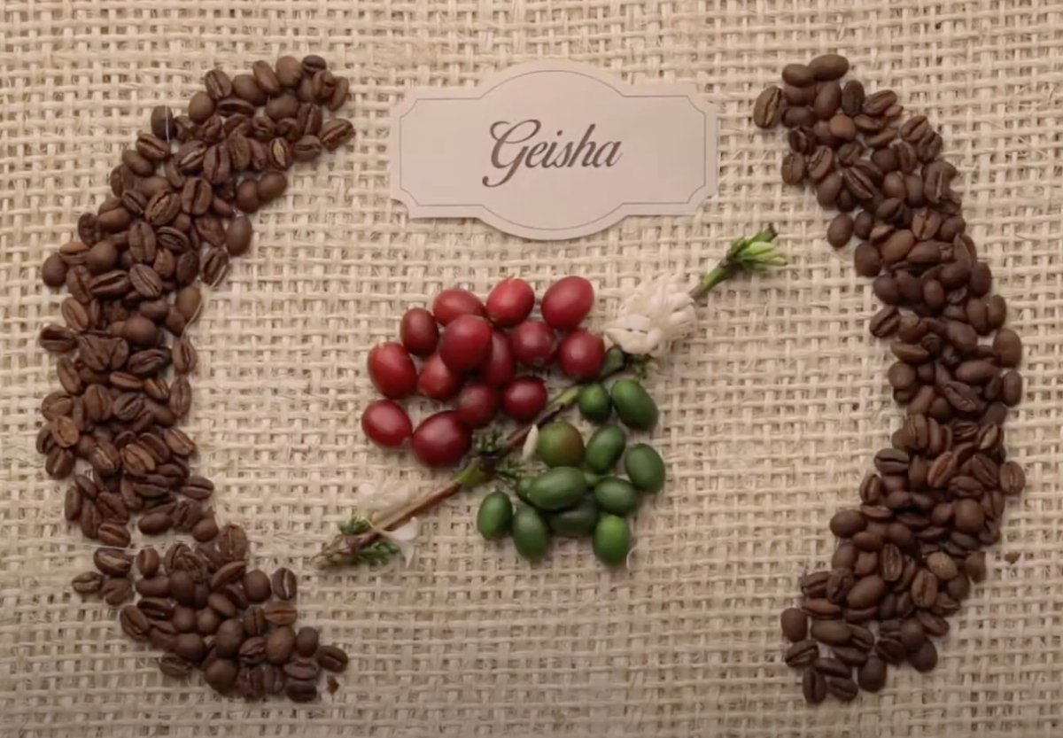 Los Geishas y la celebración de la excelencia en el café – Artisancoffee